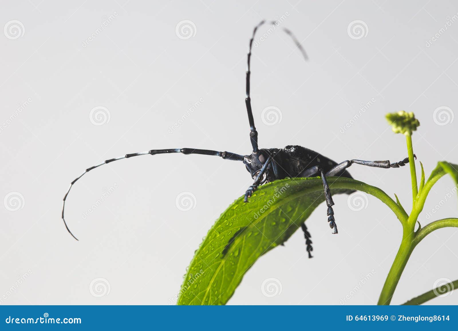 Longicorn beetle stock image. Image of tentacles, longicorn - 64613969