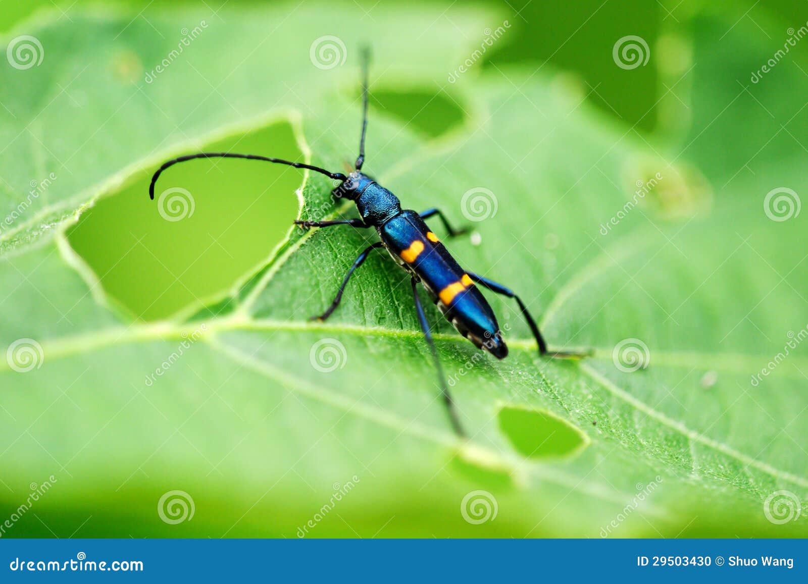 Longicorn beetle portrait stock photo. Image of beautiful - 29503430