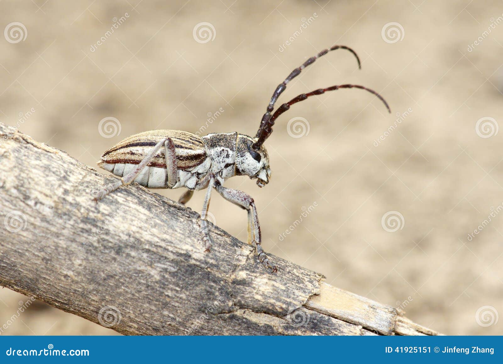 Longicorn beetle stock image. Image of longicorn, wild - 41925151