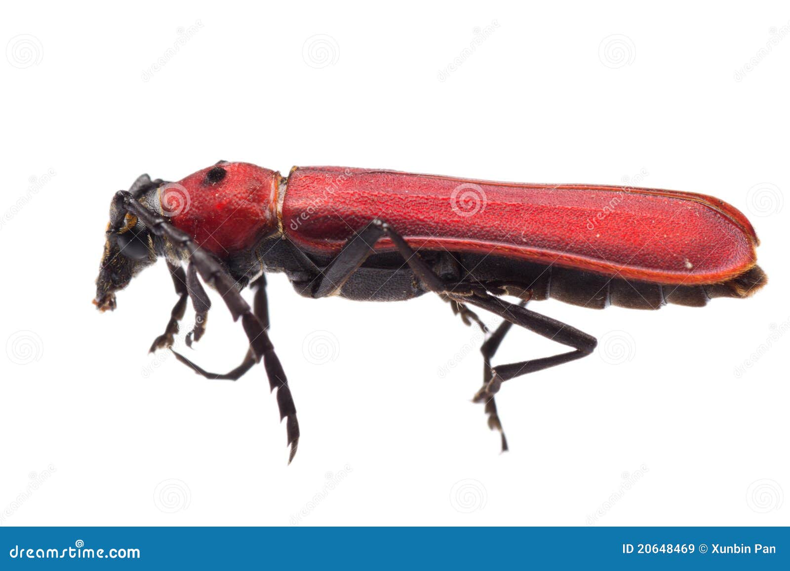 Longicorn longhorn beetle stock image. Image of imago - 20648469