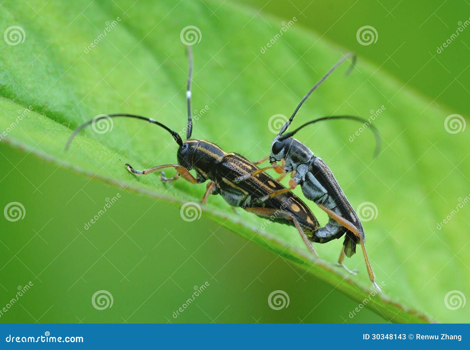 Longicorn are mating stock image. Image of longicorn - 30348143