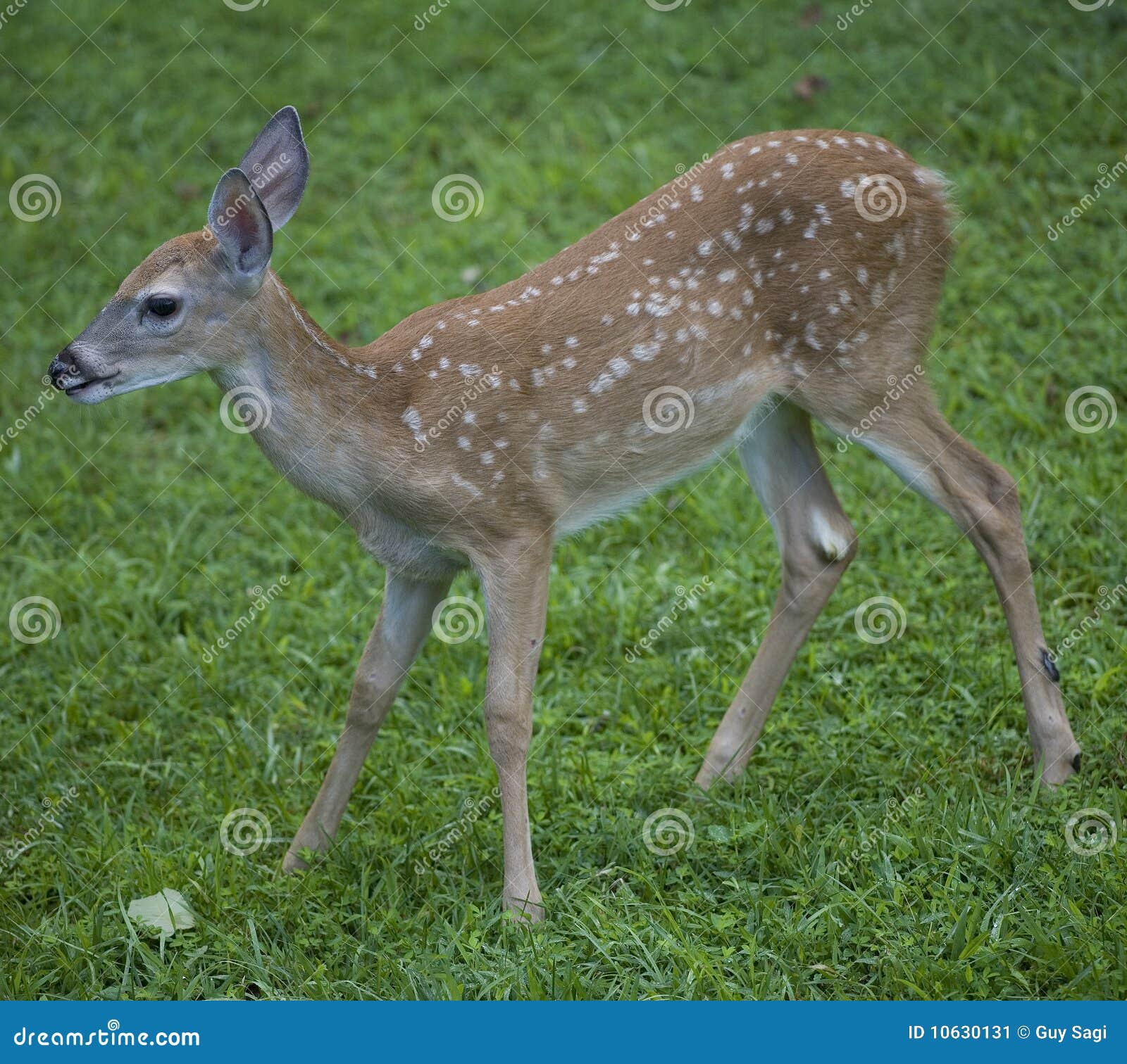 Longing look stock image. Image of fawn, spots, deer - 10630131