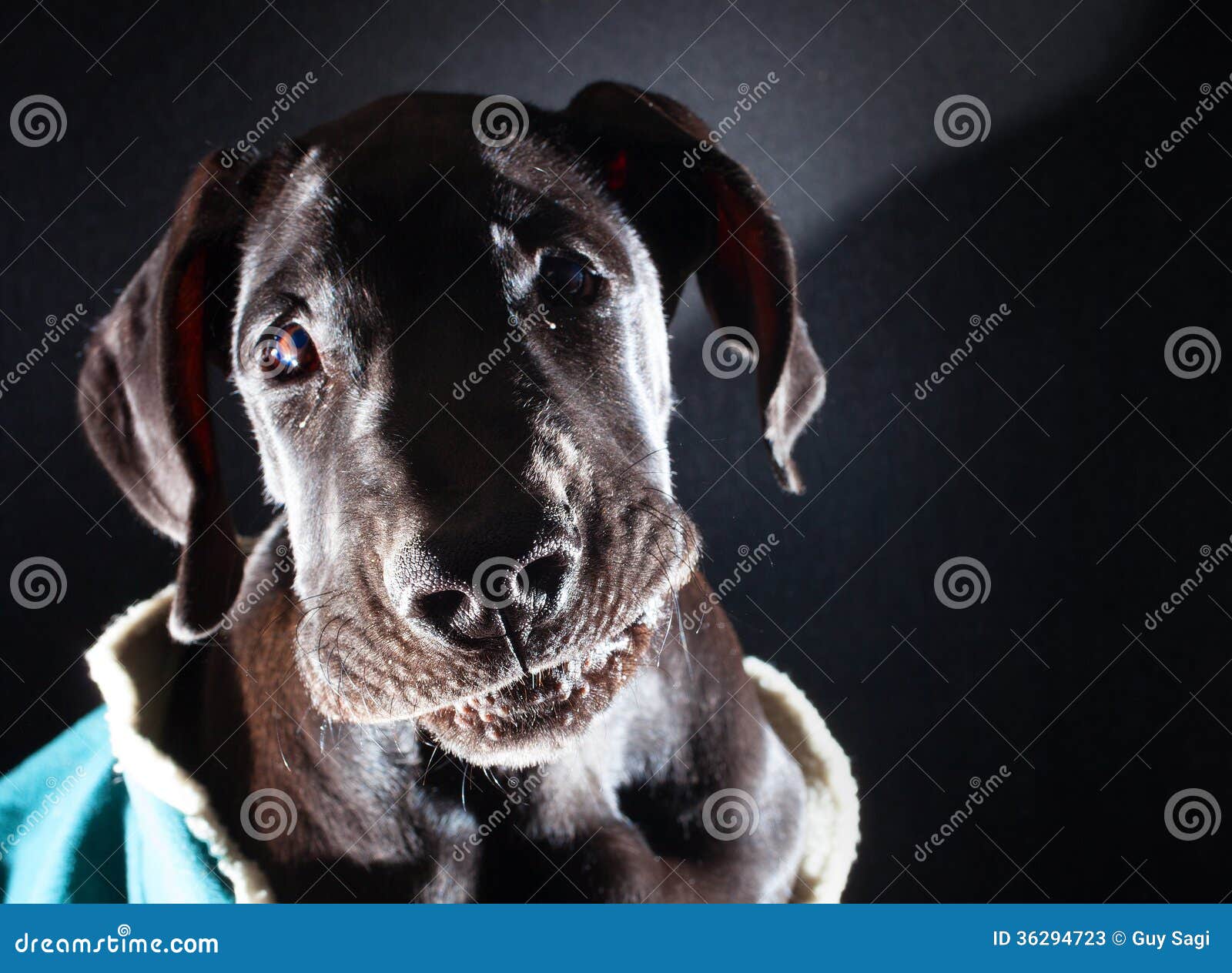 Longing look stock image. Image of dane, eyes, grey, head - 36294723
