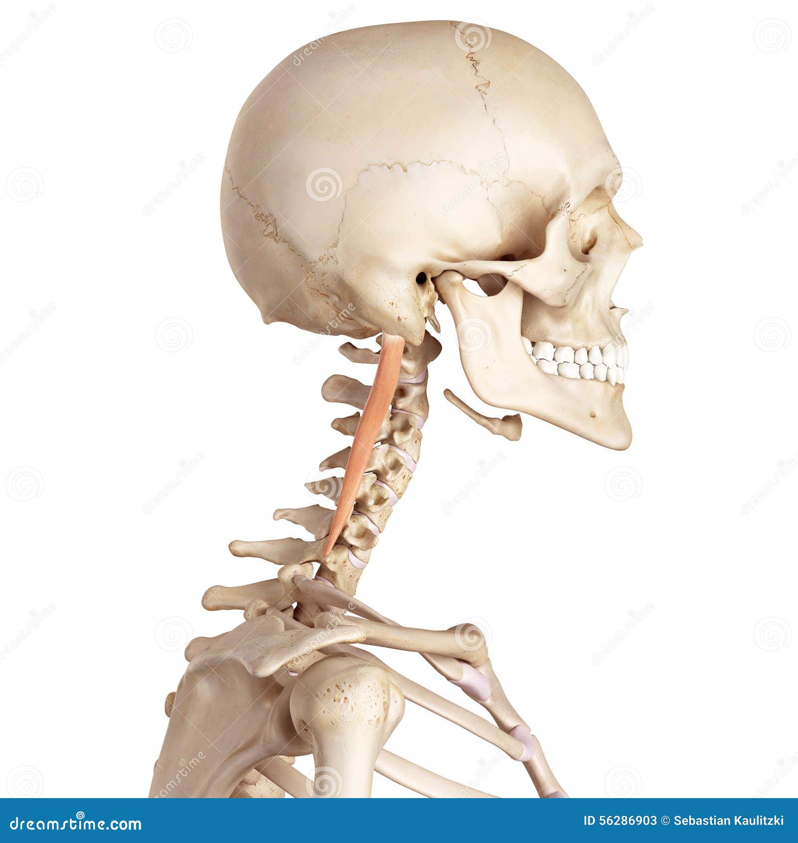The longissimus capitis stock illustration. Illustration of anatomy ...