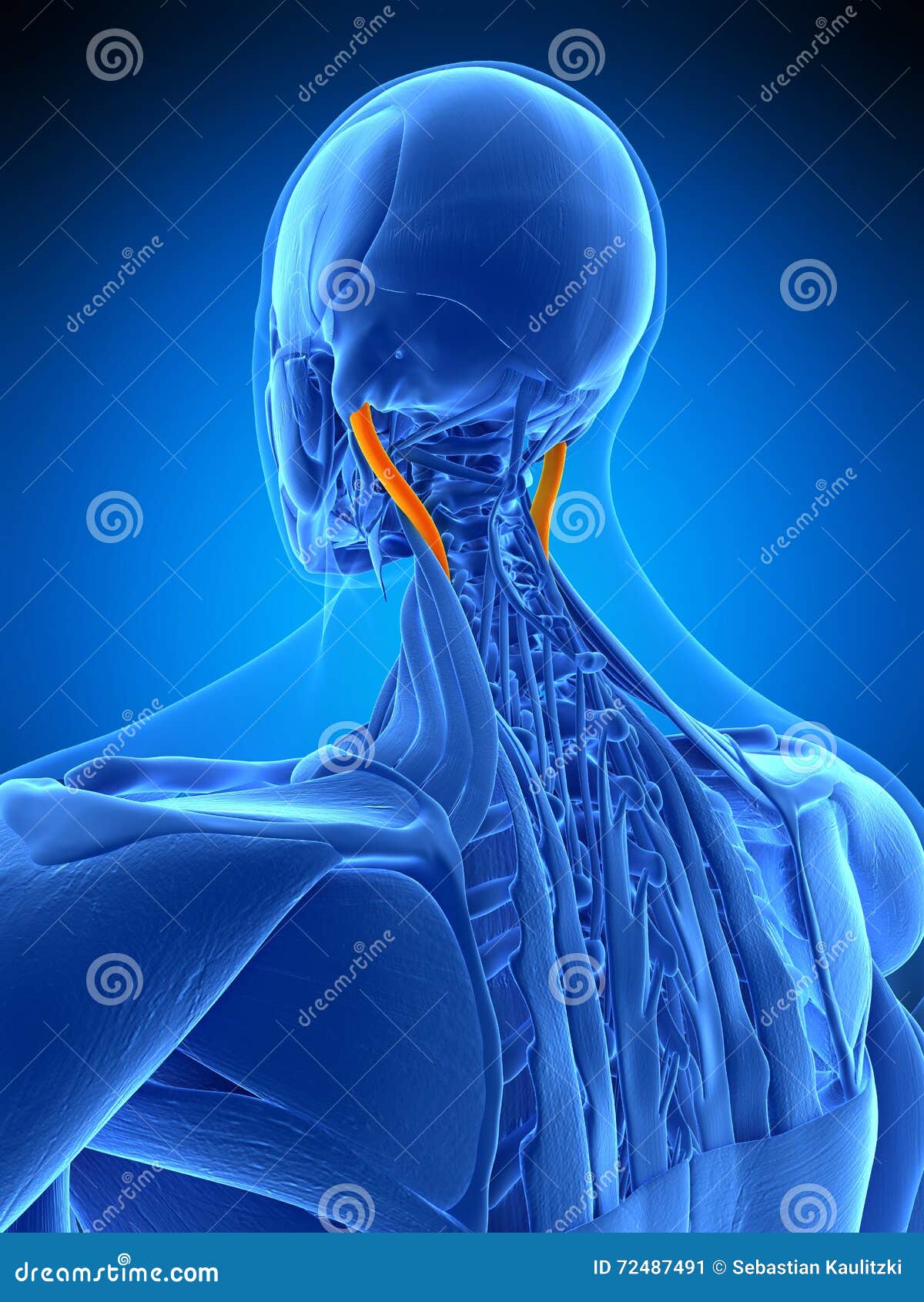 The Longissimus Capitis Stock Illustration | CartoonDealer.com #57548308