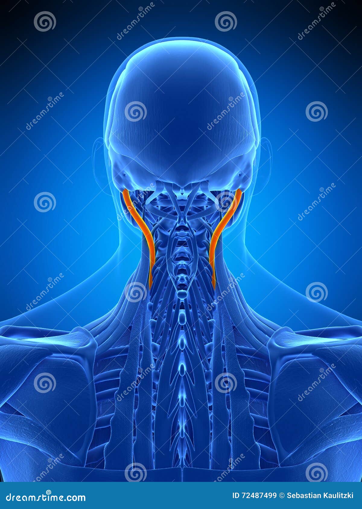 The longissimus capitis stock illustration. Illustration of science ...