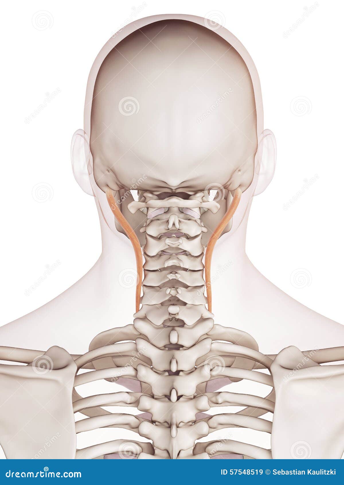 The longissimus capitis stock illustration. Illustration of artwork ...