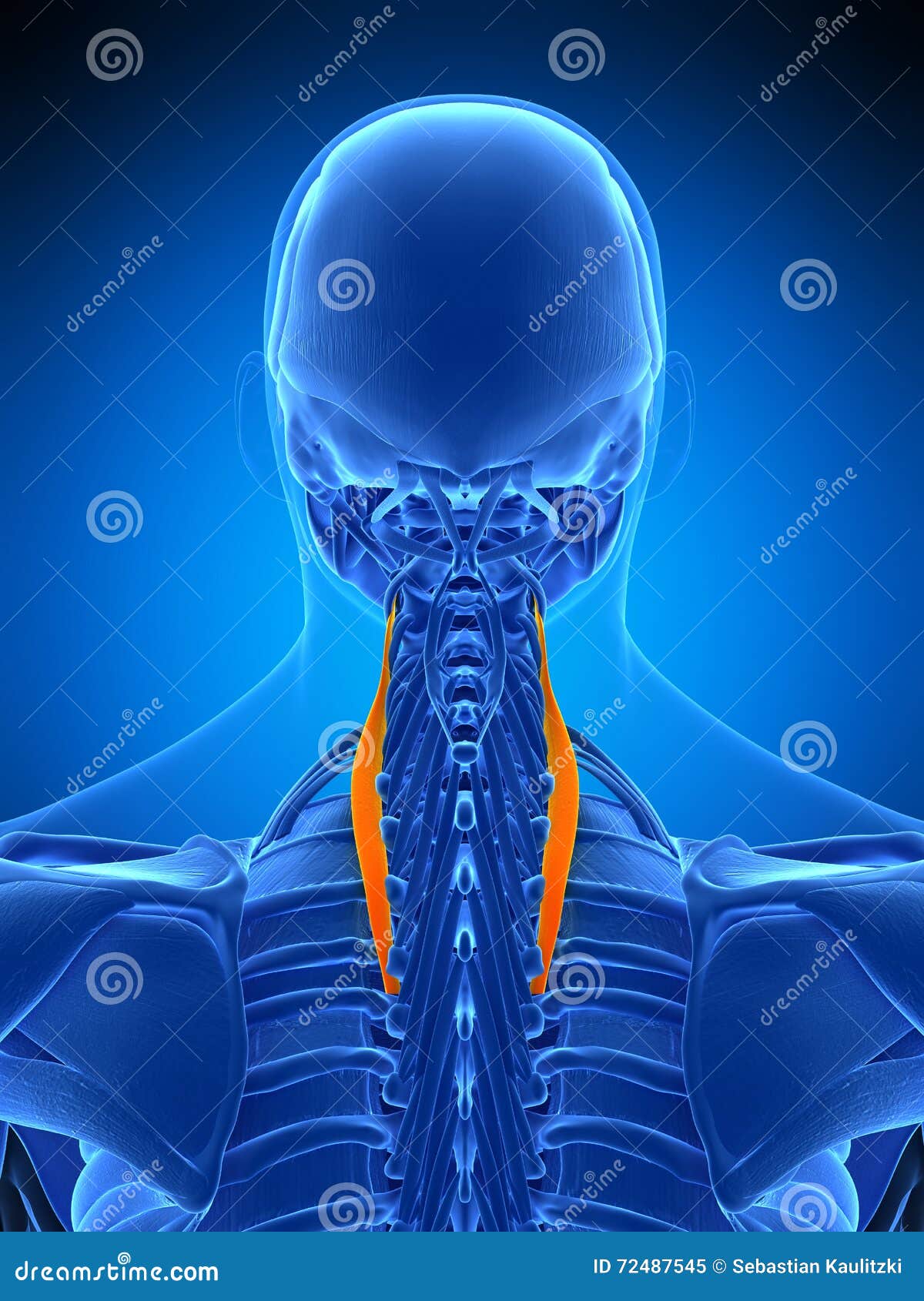 The longissimus stock illustration. Illustration of accurate - 72487545