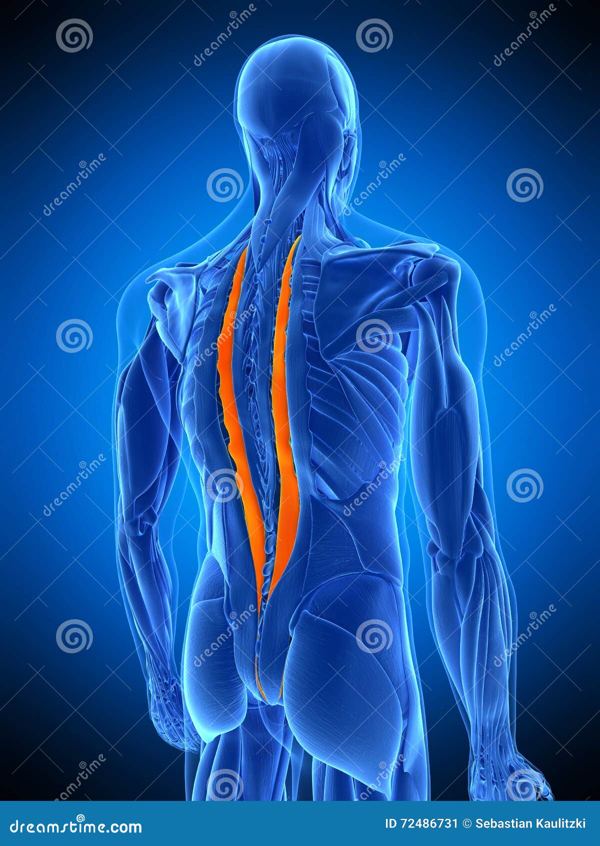 The longissimus thoracic stock illustration. Illustration of thoracic ...