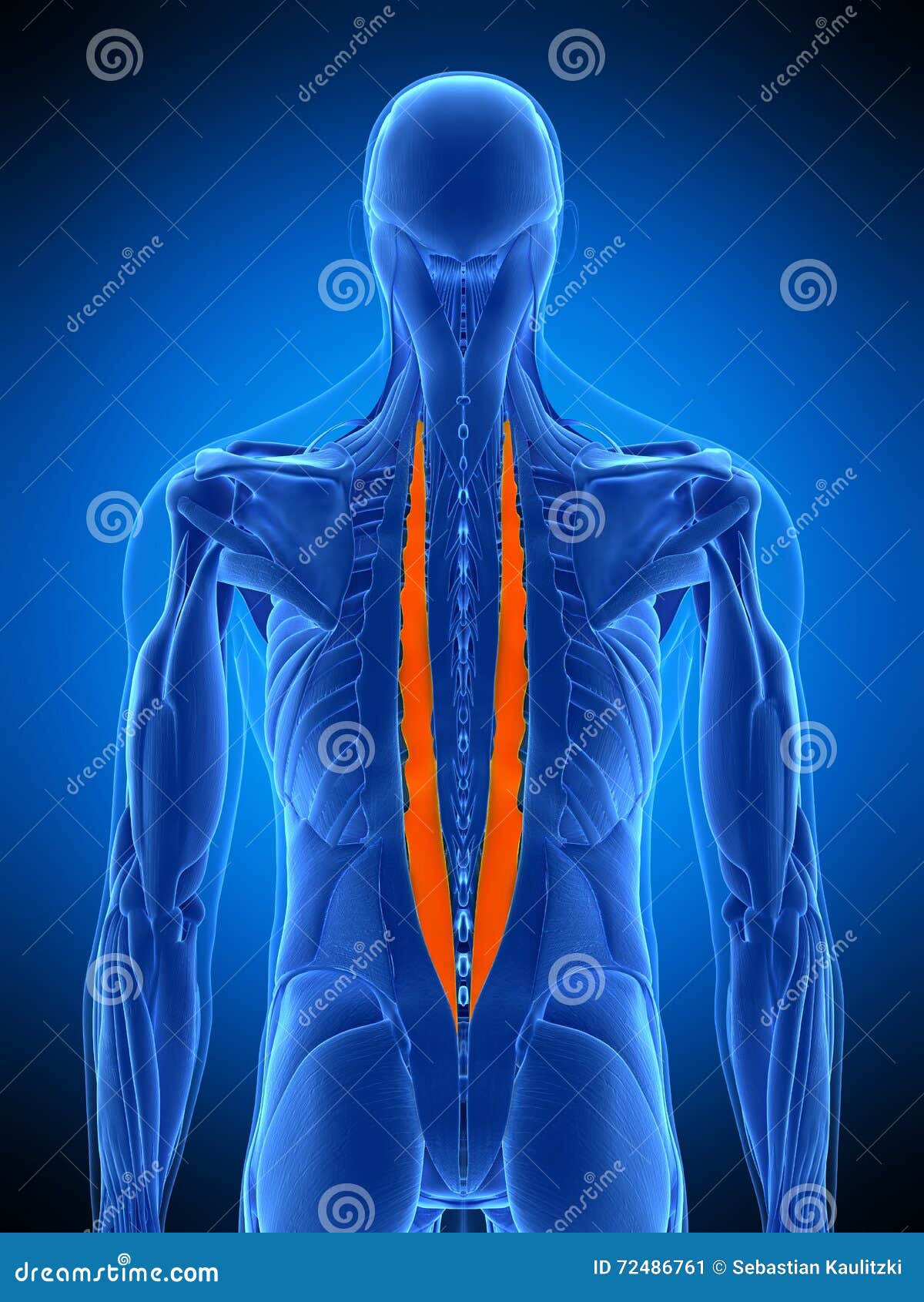 Human Longissimus Thoracis Muscles On Skeleton Royalty-Free ...