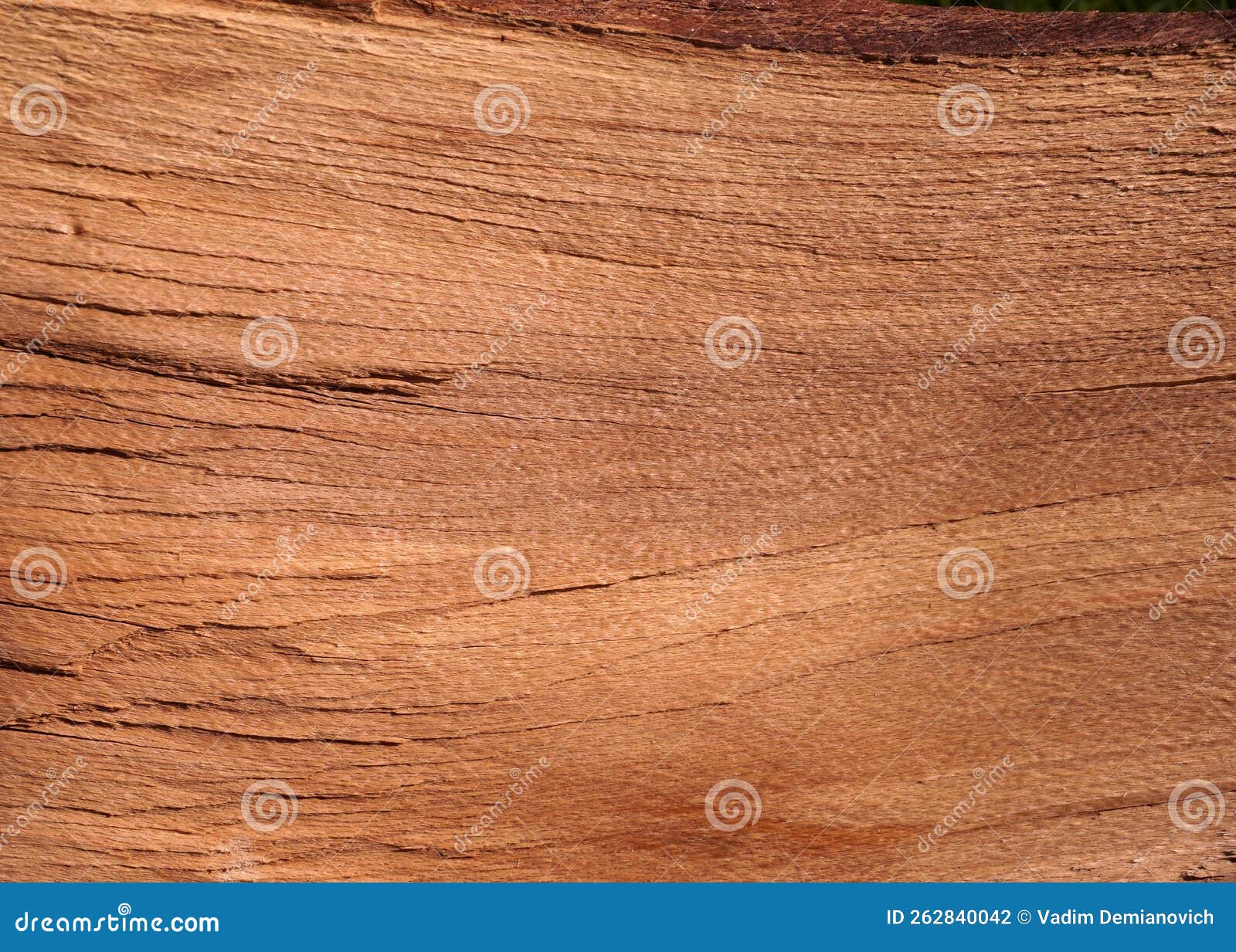 Longitudinal Cross-section of an Old Tree Stock Photo - Image of ...