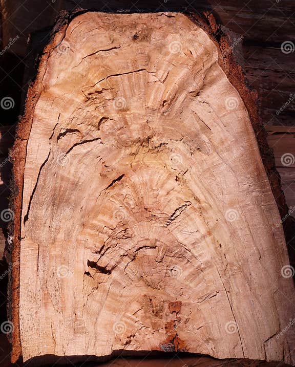 Longitudinal Cross-section of an Old Tree Stock Image - Image of wooden ...