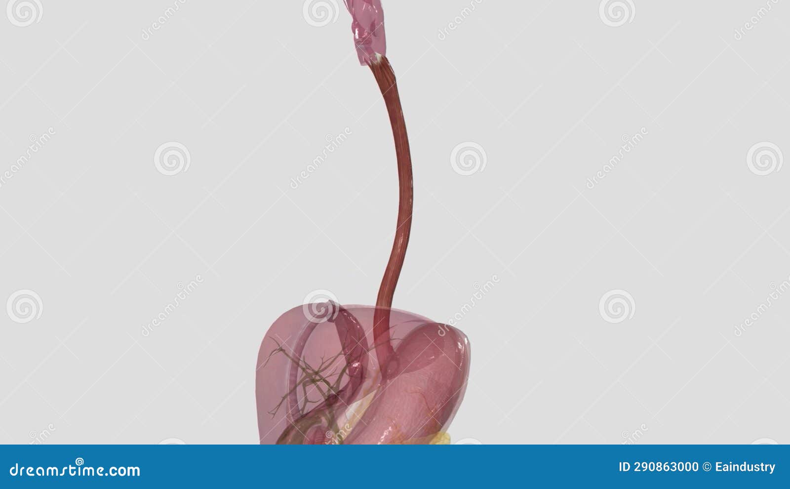 Longitudinal Muscular Layer of Esophagus Stock Footage - Video of colon ...