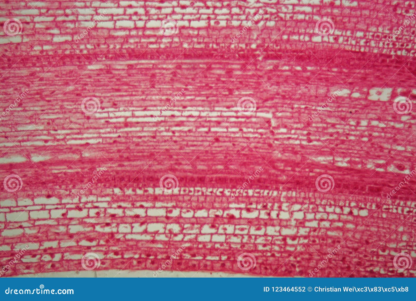 Longitudinal Section through Cells of a Root from a Maize Plant Under ...