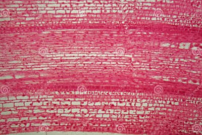 Longitudinal Section through Cells of a Root from a Maize Plant Under ...