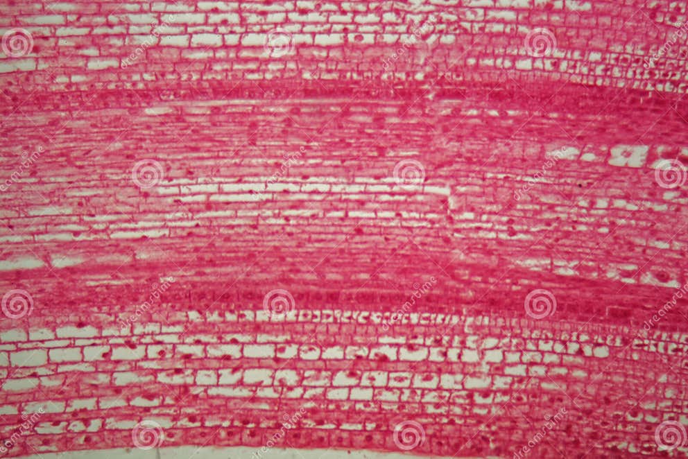 Longitudinal Section through Cells of a Root from a Maize Plant Under ...