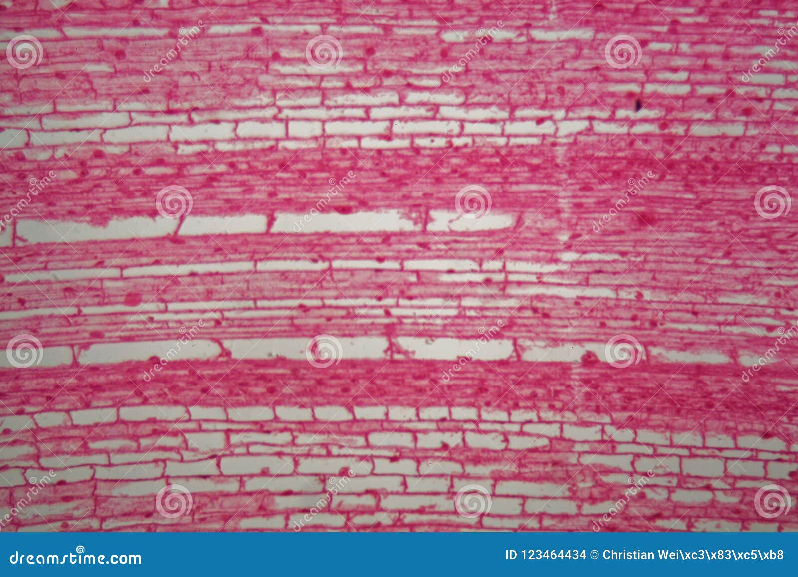 Longitudinal Section through Cells of a Root from a Maize Plant Under ...