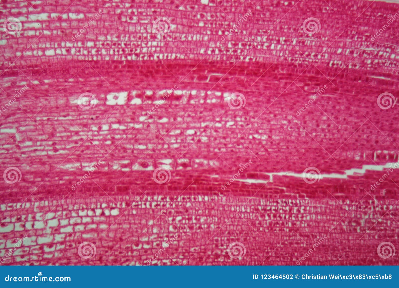 Longitudinal Section through Cells of a Root from a Maize Plant Under ...