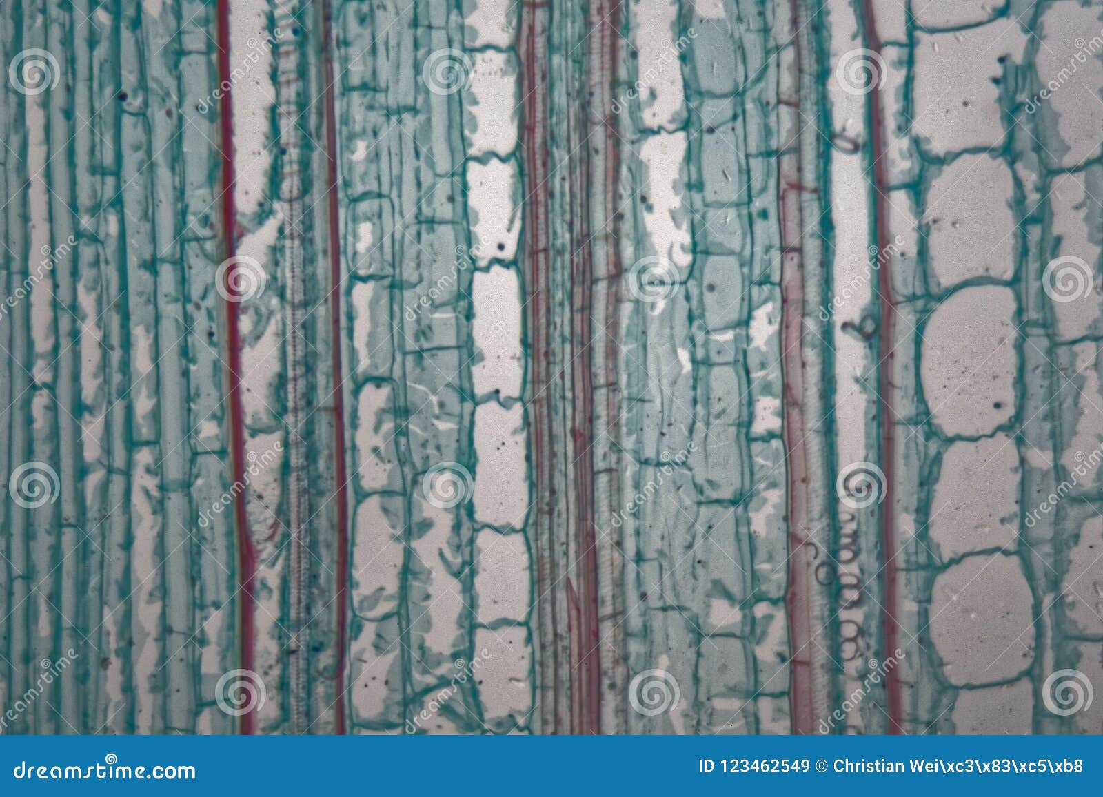 Longitudinal Section Of A Stem