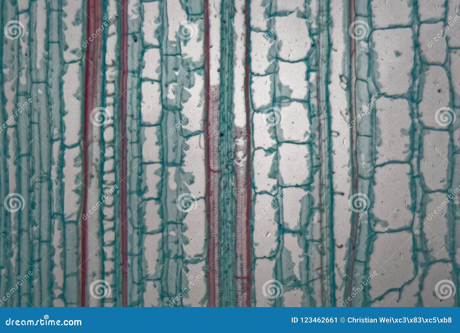 Longitudinal Section through Cells of a Stem from a Maize Plantunder ...