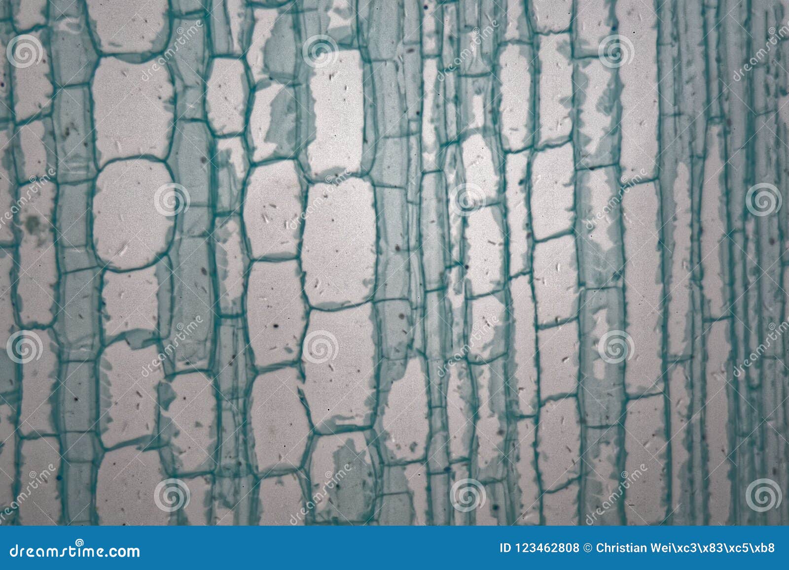 Longitudinal Section through Cells of a Stem from a Maize Plantunder ...