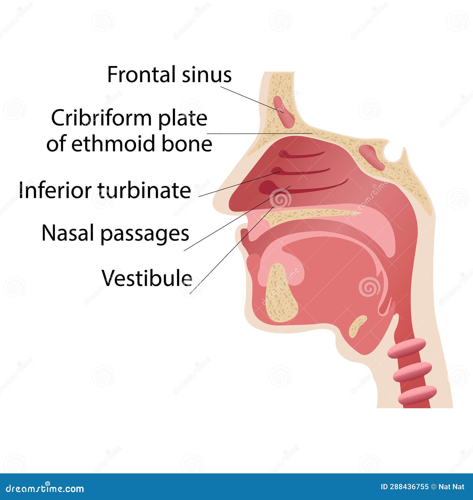 Longitudinal Section of the Diagram of the Anatomy of the Human Nose ...