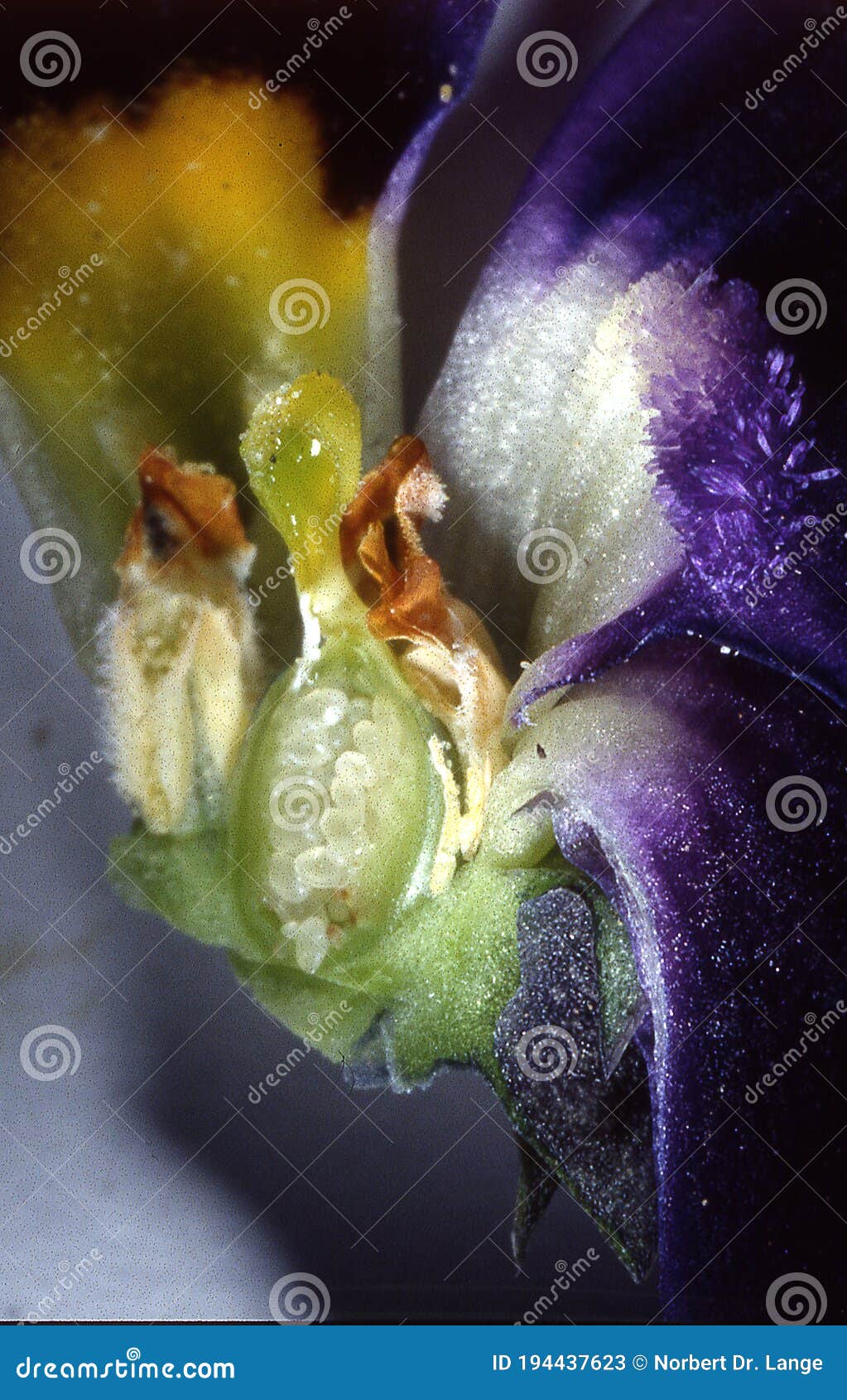 Longitudinal Section through a Flower Stock Image - Image of flowers ...