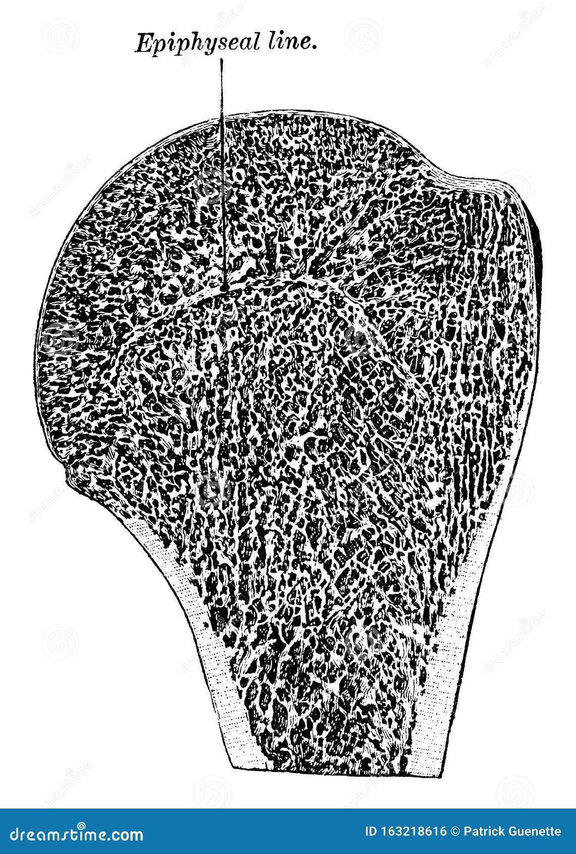 Longitudinal Section Of Head Of Humerus, Vintage Illustration ...