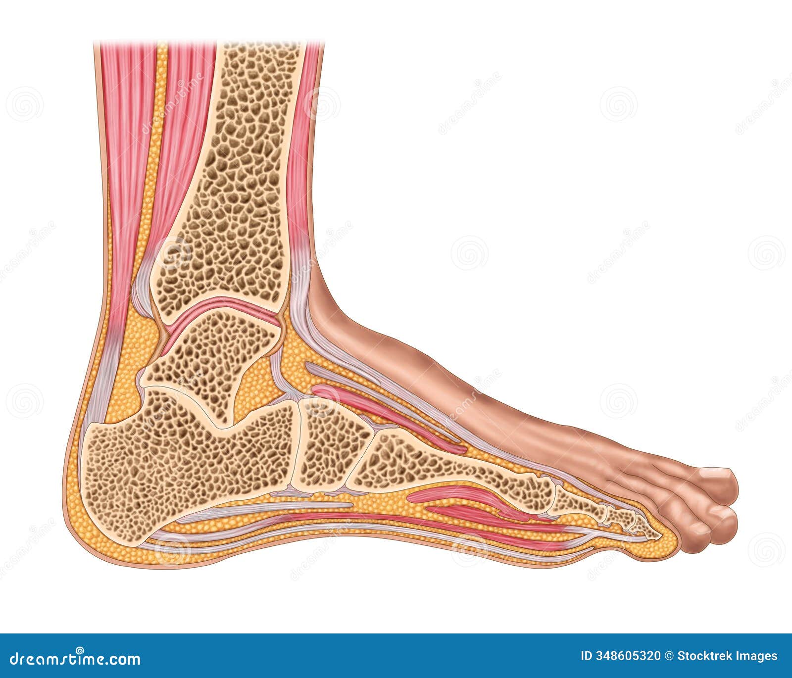 Longitudinal Section of Human Foot in a Sagittal Plane. Stock ...