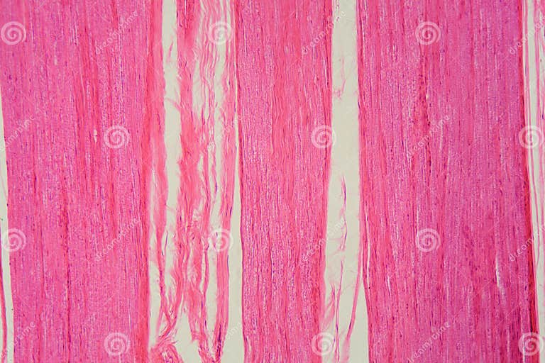 Longitudinal Section of Human Nerve Cells Under the Microscope Stock ...