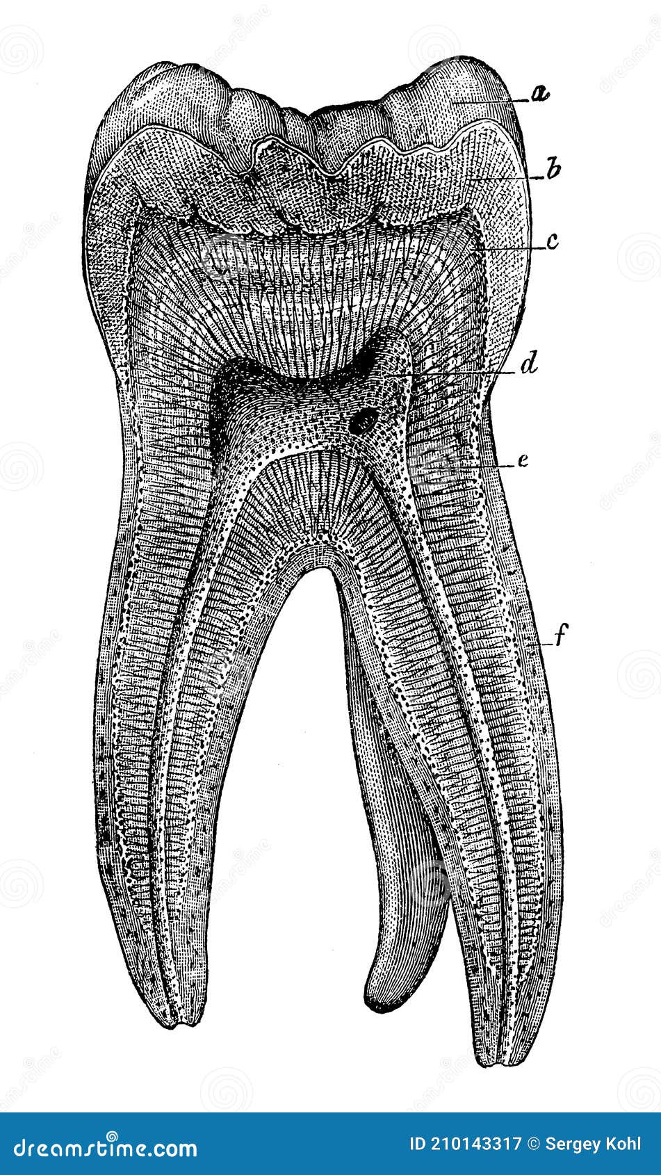 Longitudinal Section through a Human Tooth. Stock Illustration ...