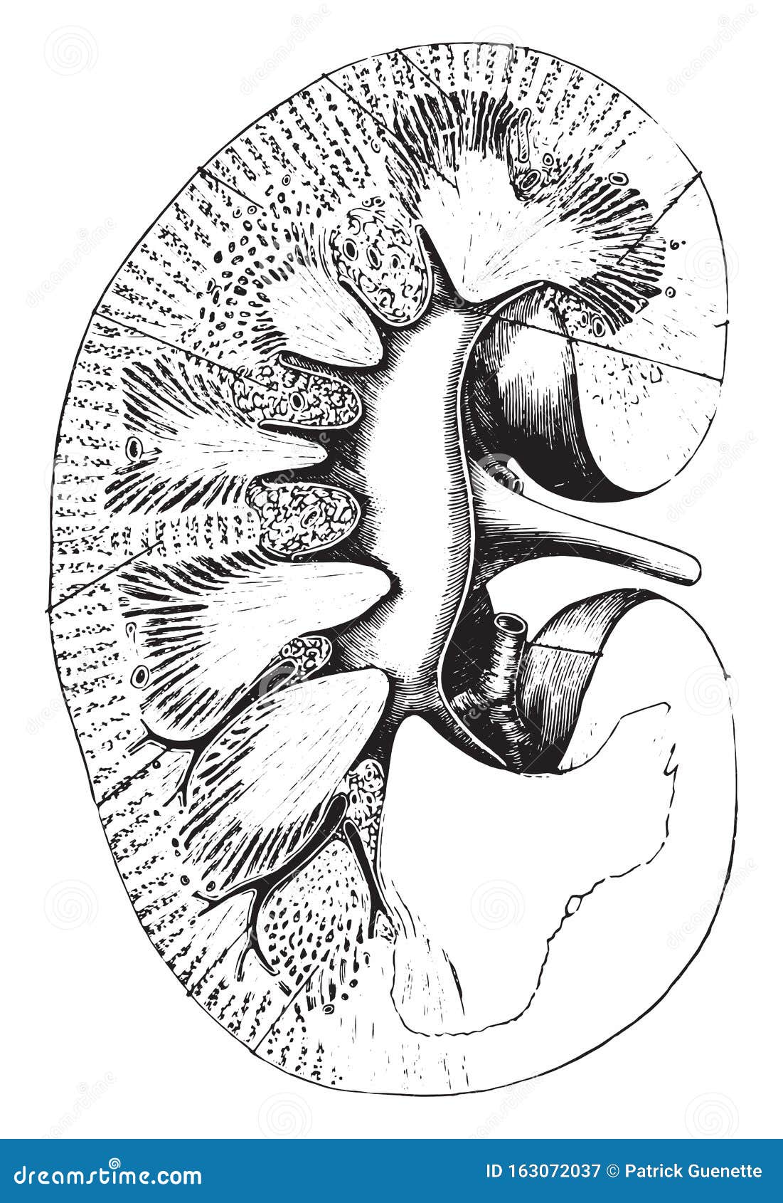 Longitudinal Section of Kidney, Vintage Engraving Stock Vector ...