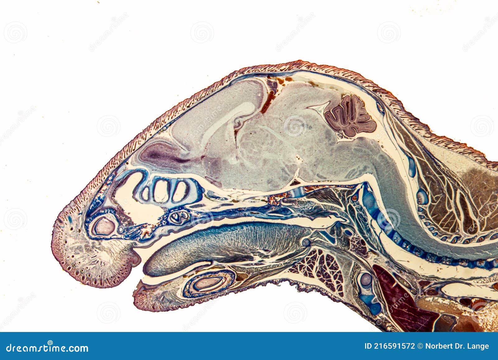 Longitudinal Section of Mouse Head Stock Photo - Image of head, tissue ...