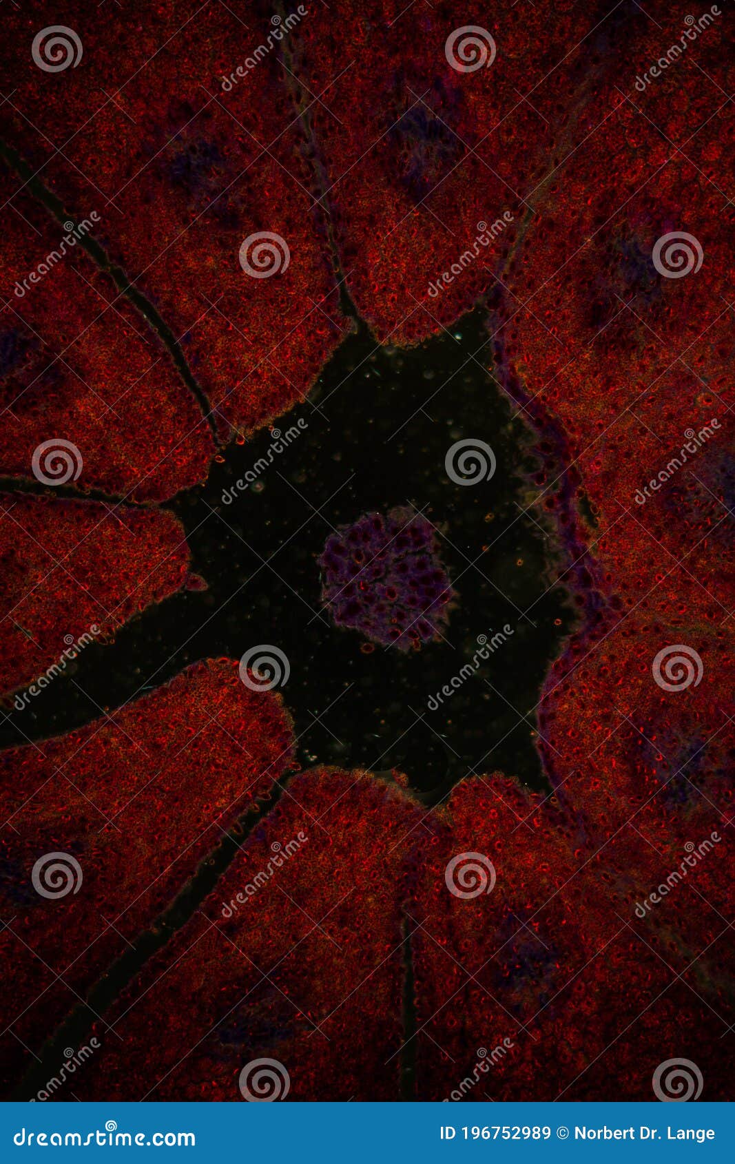 Longitudinal Section of Pine Wood Stock Image - Image of forest, botany ...