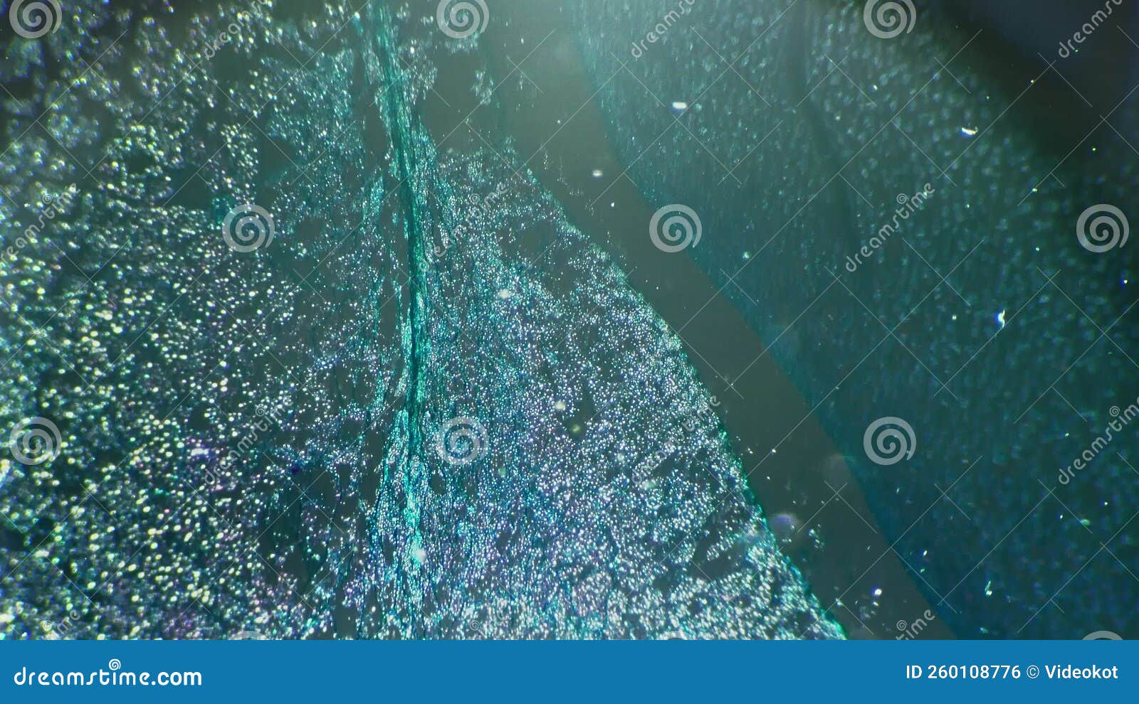 Longitudinal Section of Zea Mays Seed Under Microscope Magnified in ...