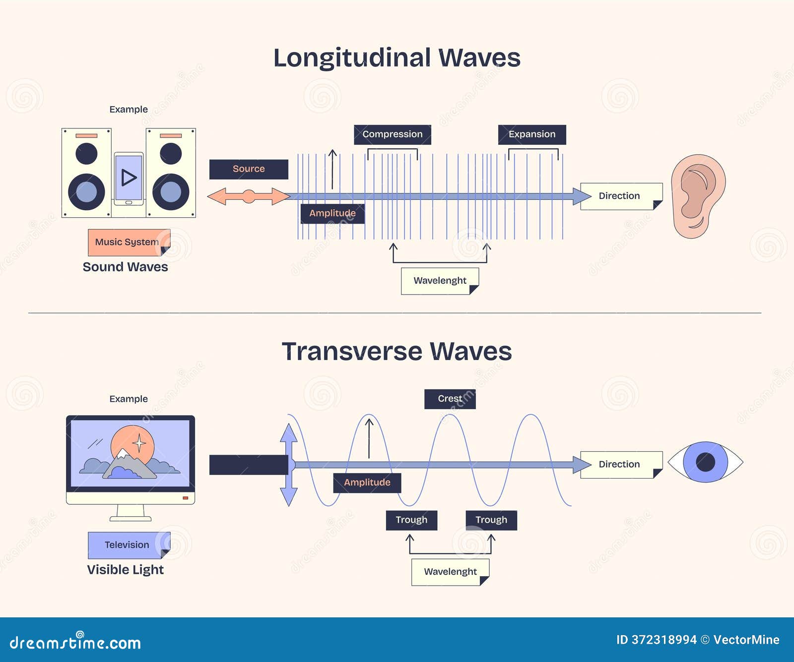 Longitudinal And Transverse Wave Type, Vector Illustration Scientific ...
