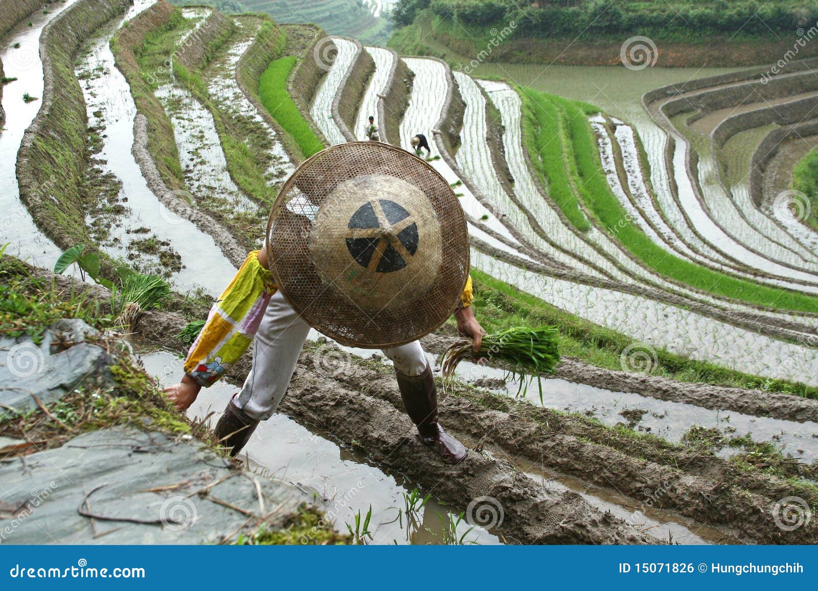 Longji rice terraces stock photo. Image of hill, longsheng - 15071826