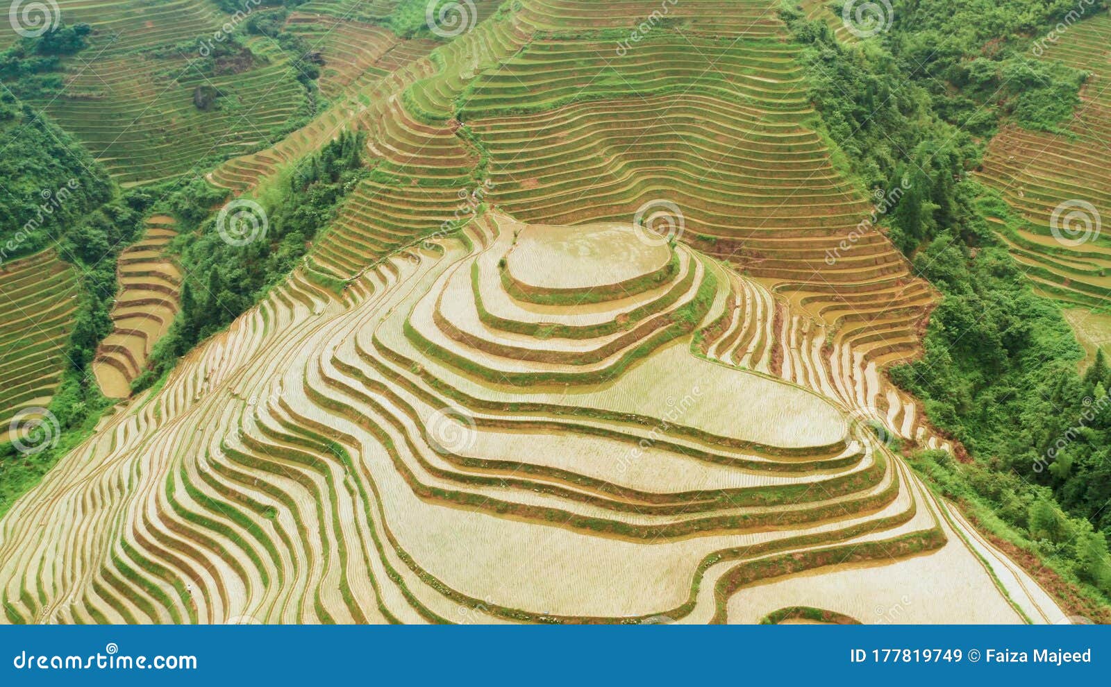 Longji Rice Terraces in China Drone View Stock Image - Image of drone ...
