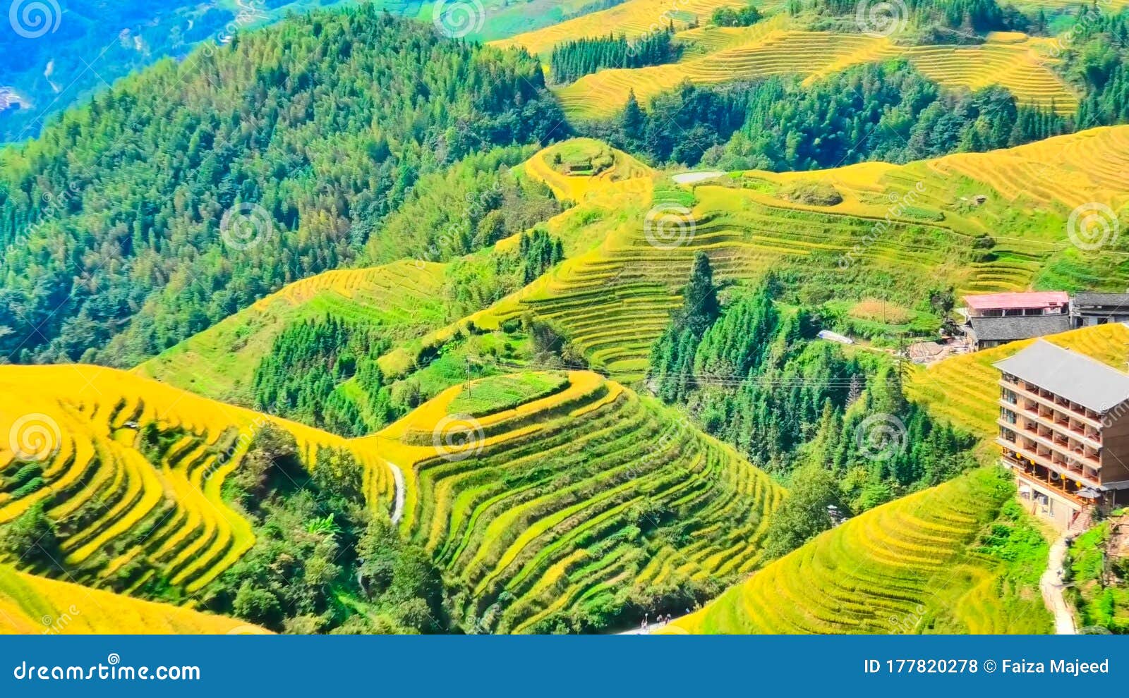 Longji Rice Terraces in China Drone View Stock Photo - Image of food ...