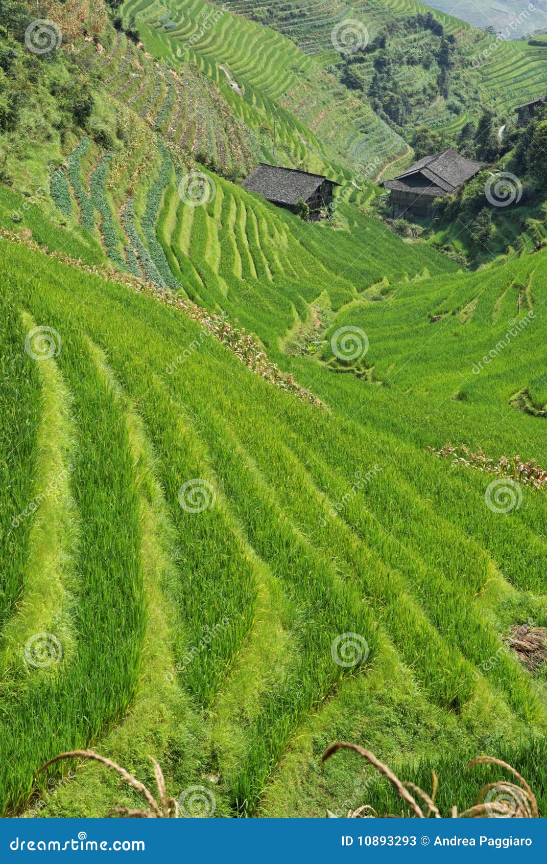 LongJi Rice Terraces (China) in Late Summer Stock Image - Image of ...