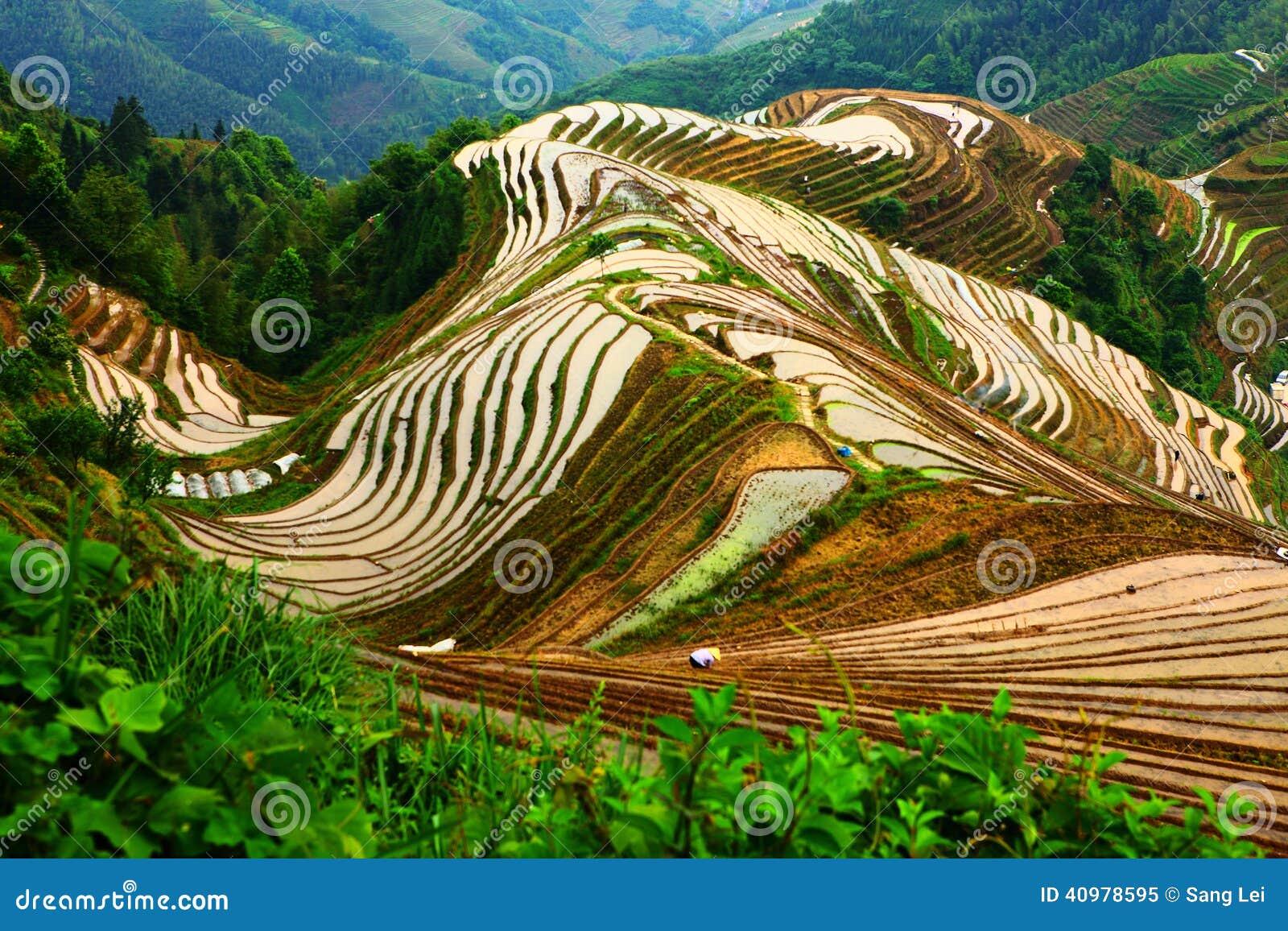 Longji terrace ,Guilin stock image. Image of farm, outdoor - 40978595