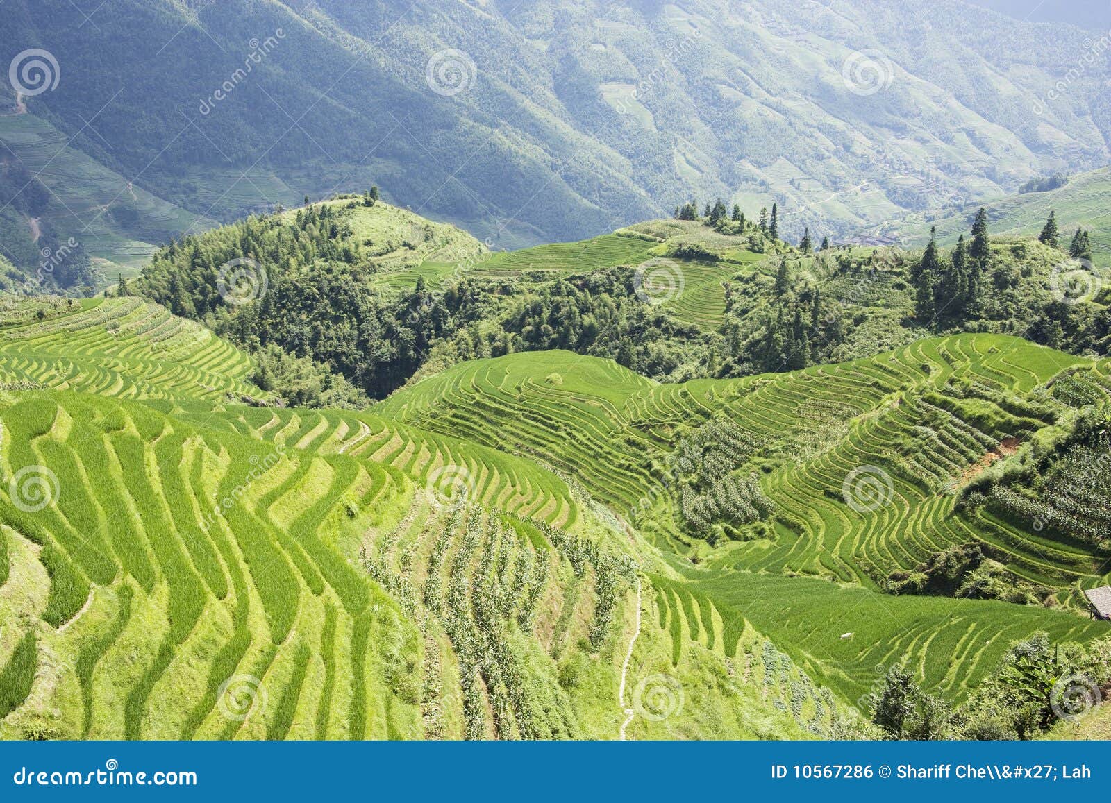 Terraced Rice Fields In Japan Stock Photography | CartoonDealer.com ...