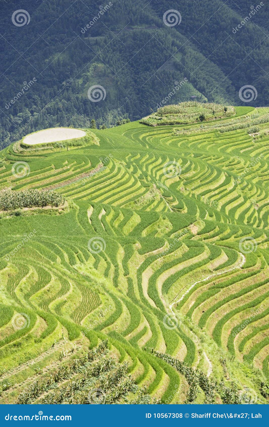 Longji Terraced Rice Fields Stock Photo - Image of longsheng ...
