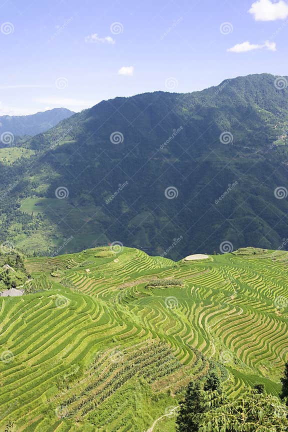 Longji Terraced Rice Fields Stock Photo - Image of dragons, food: 10567352