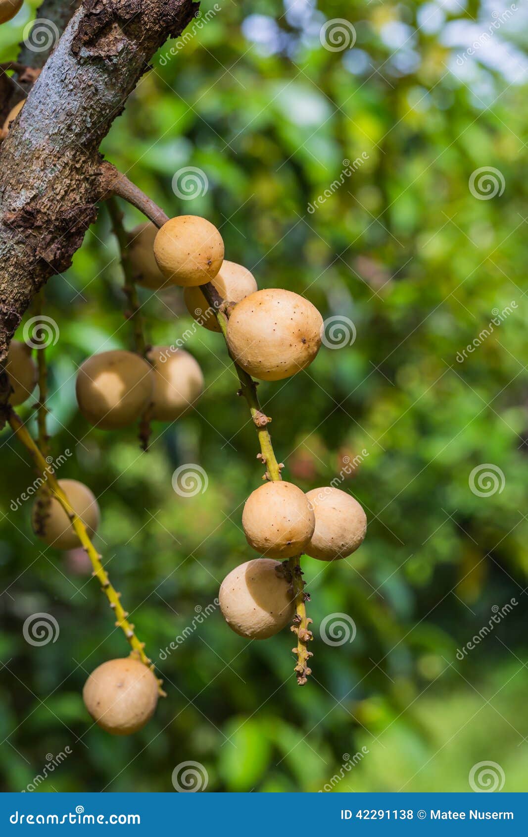 Longkong fruit stock photo. Image of tropical, delicious - 42291138