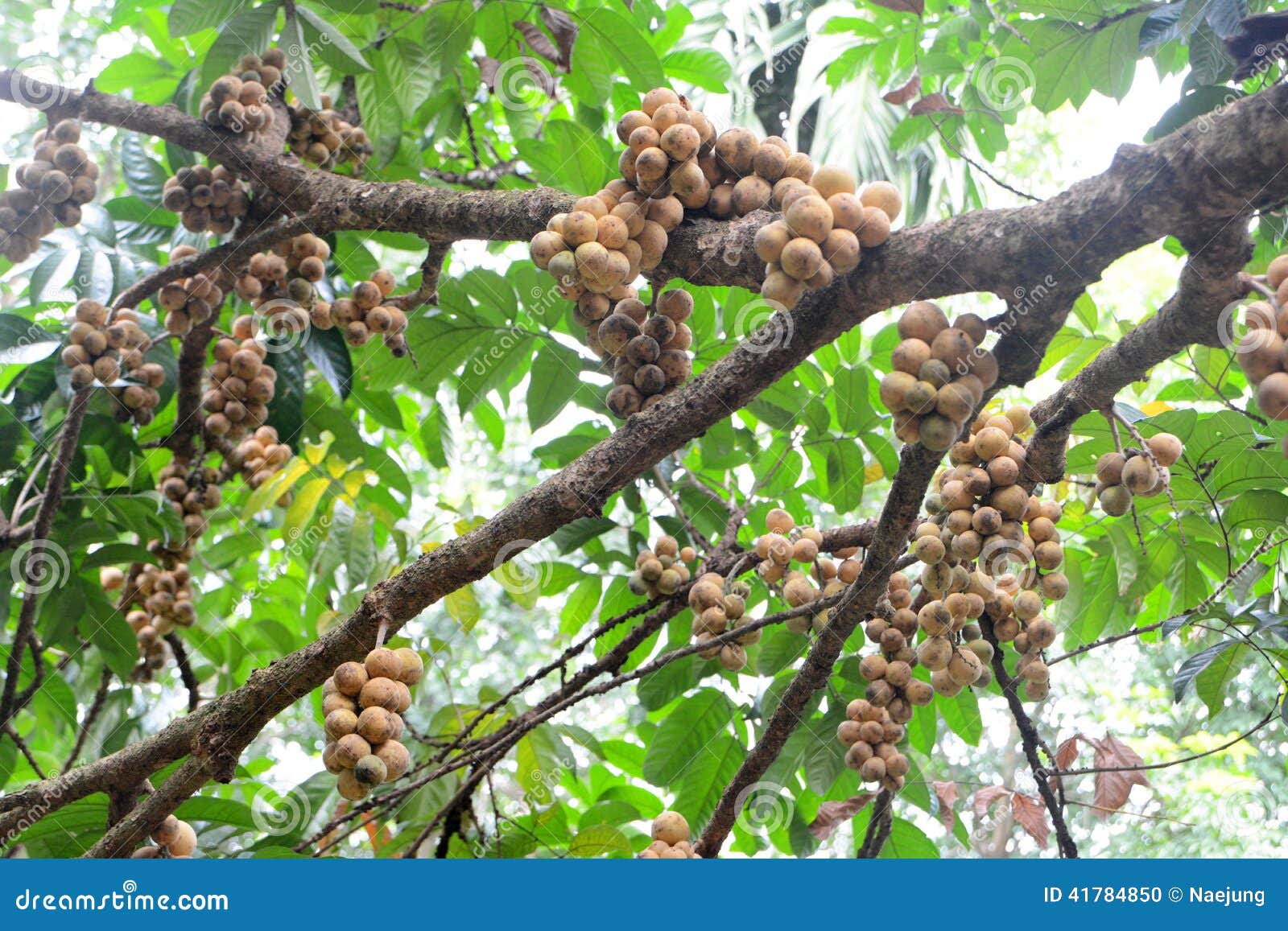 Longkong stock photo. Image of domesticum, natural, longkong - 41784850