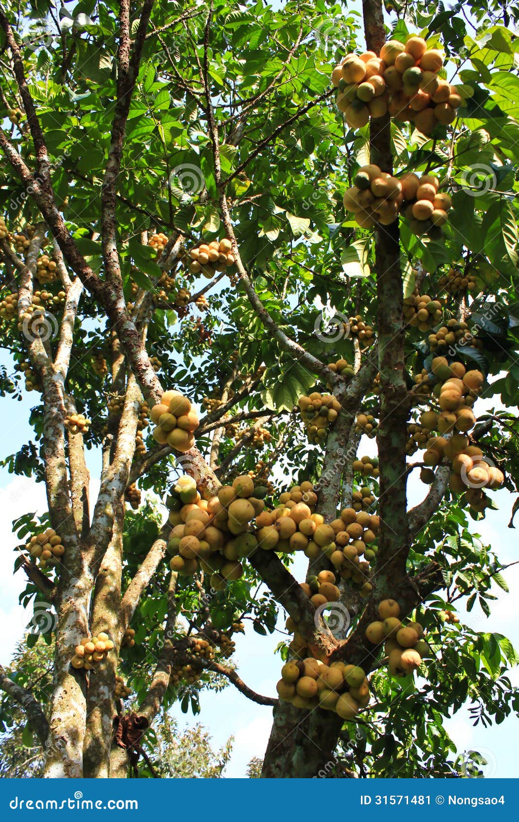 Longkong Fruits on the Tree Stock Image - Image of kids, dessert: 31571481