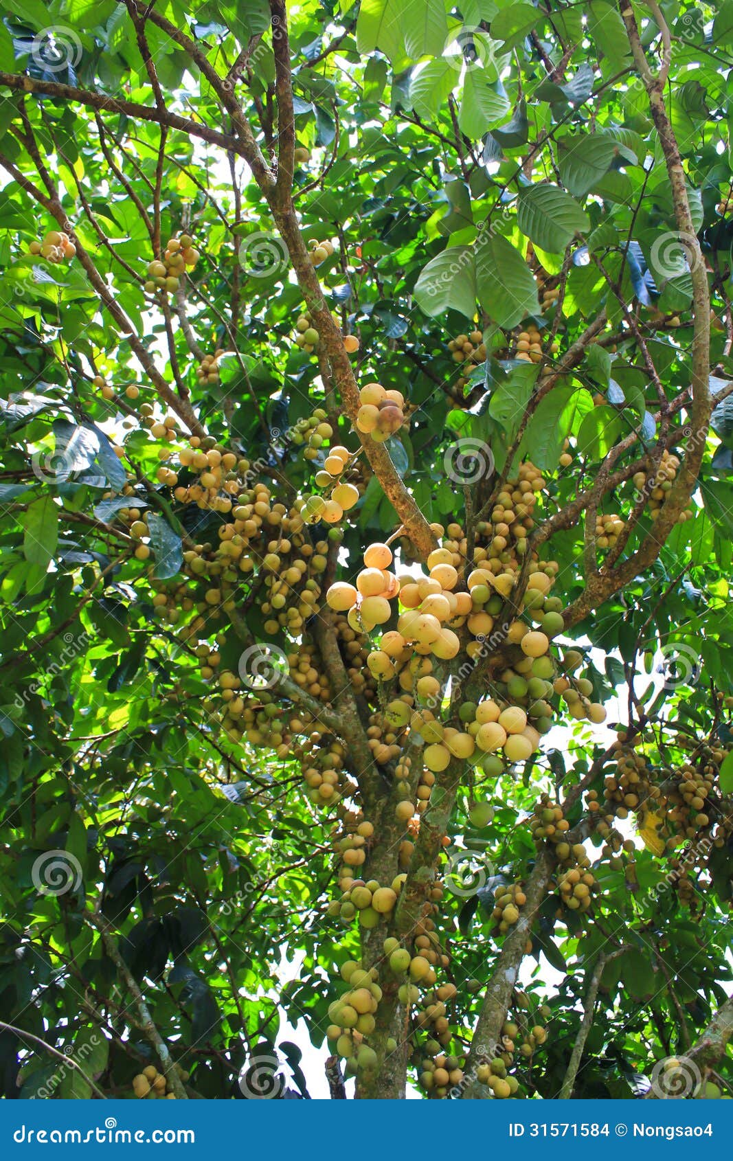 Longkong Fruits on the Tree Stock Photo - Image of bunch, lanzone: 31571584