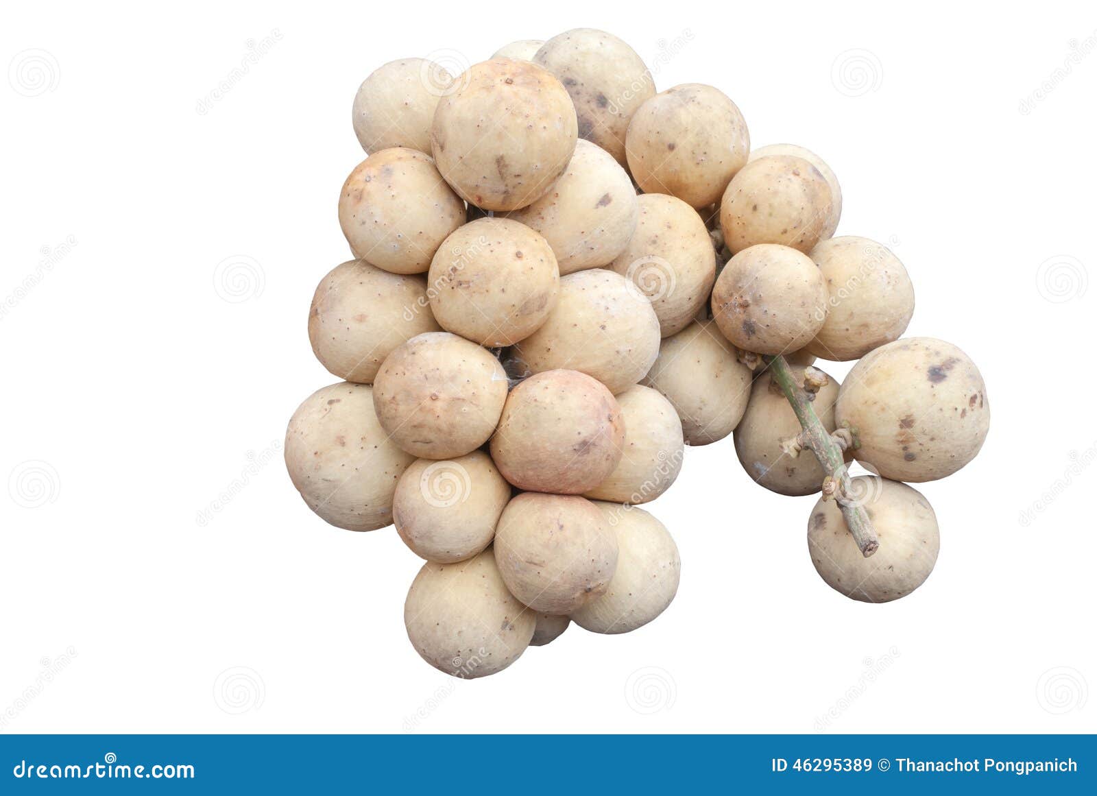 Longkong stock image. Image of agriculture, langsat, sour - 46295389