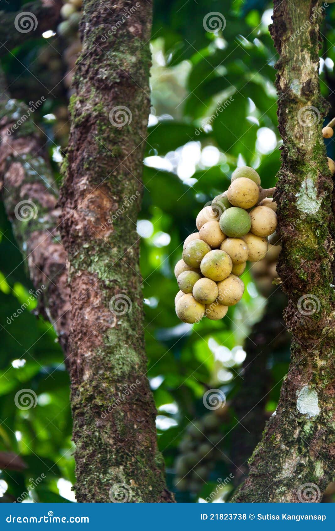 Longkong ( Langsat ) on Tree Stock Photo - Image of organic, healthy ...